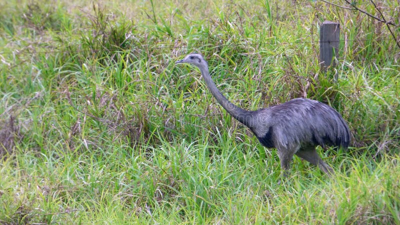 Rhea, South American Ostrich Stock Image - Image of ostrich, grass ...