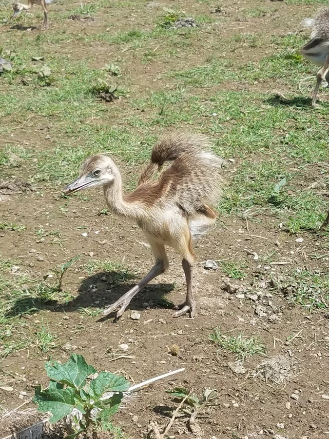 Rhea Baby Stock Photos - Free & Royalty-Free Stock Photos from Dreamstime