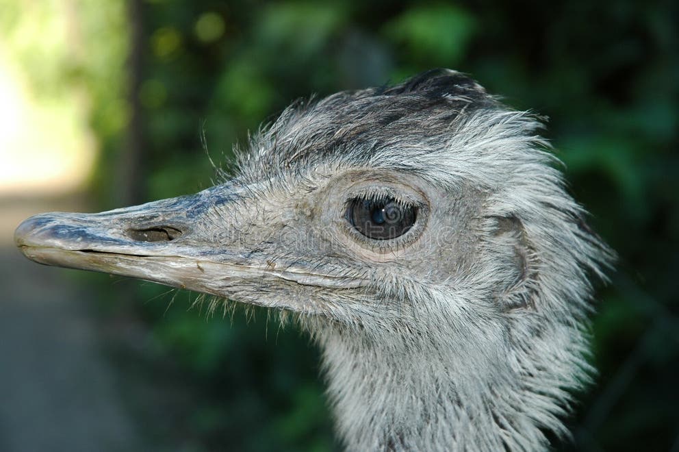 Rhea stock photo. Image of greater, feathers, rhea, rheidae - 88483152