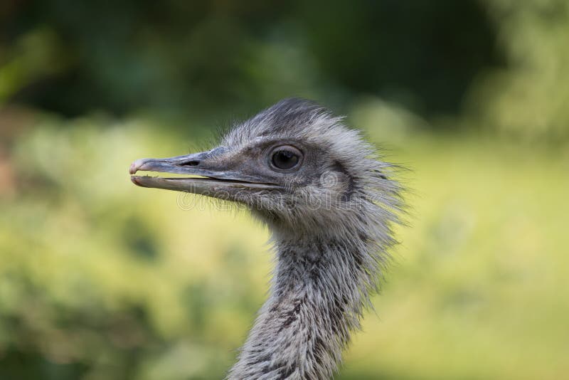 Rhea head 2 stock photo. Image of americana, recording - 33687314