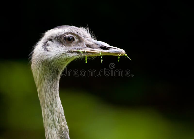 Rhea Eating Stock Photos - Free & Royalty-Free Stock Photos from Dreamstime