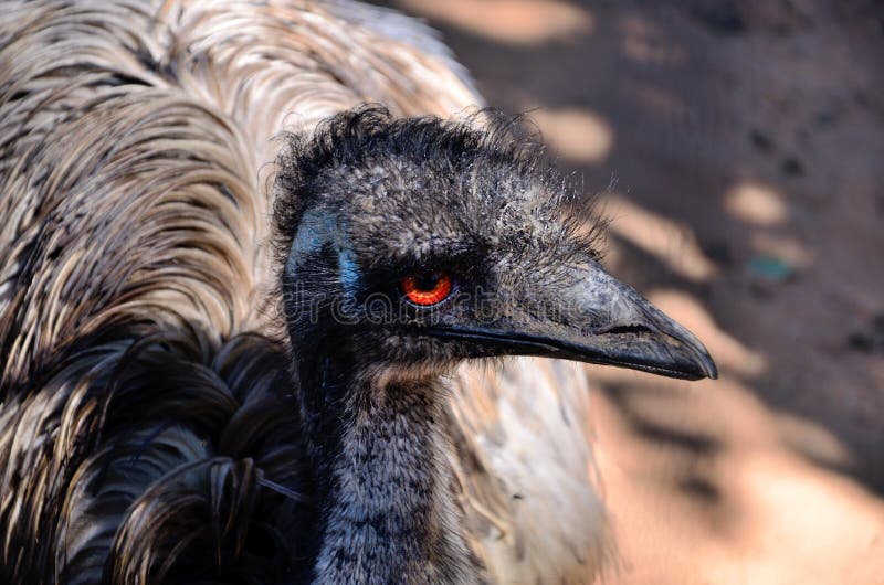 Rhea stock photo. Image of nature, beak, wild, american - 44162584