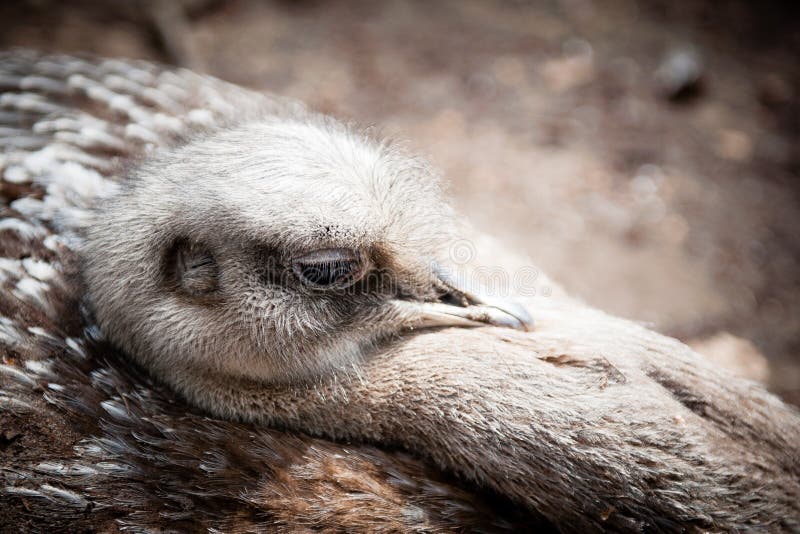 Rhea stock photo. Image of brown, rhea, farm, headshot - 65477758