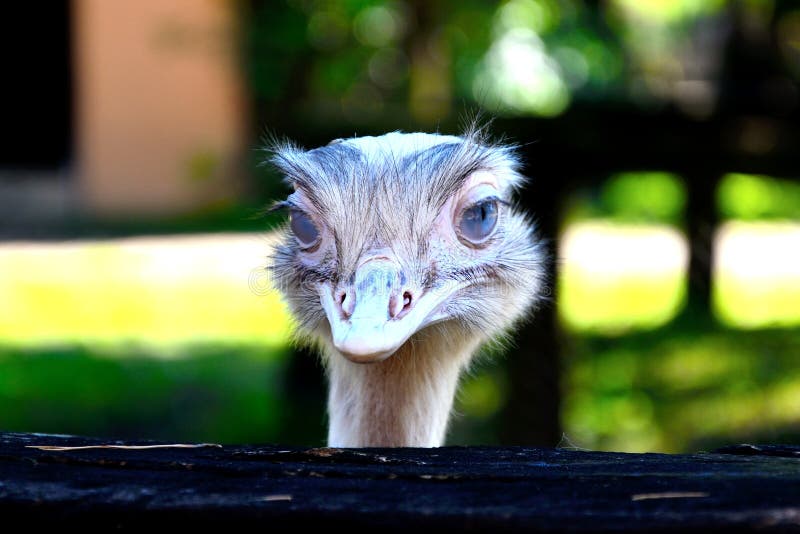 Rhea head stock image. Image of bird, details, common - 44151519