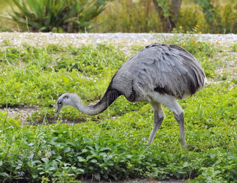 Rhea stockbild. Bild von tier, feder, vogelkunde, haarig - 32091369
