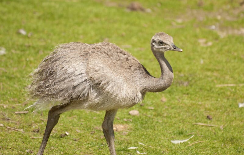 Rhea stock image. Image of wild, lonf, rhea, natural - 32091369