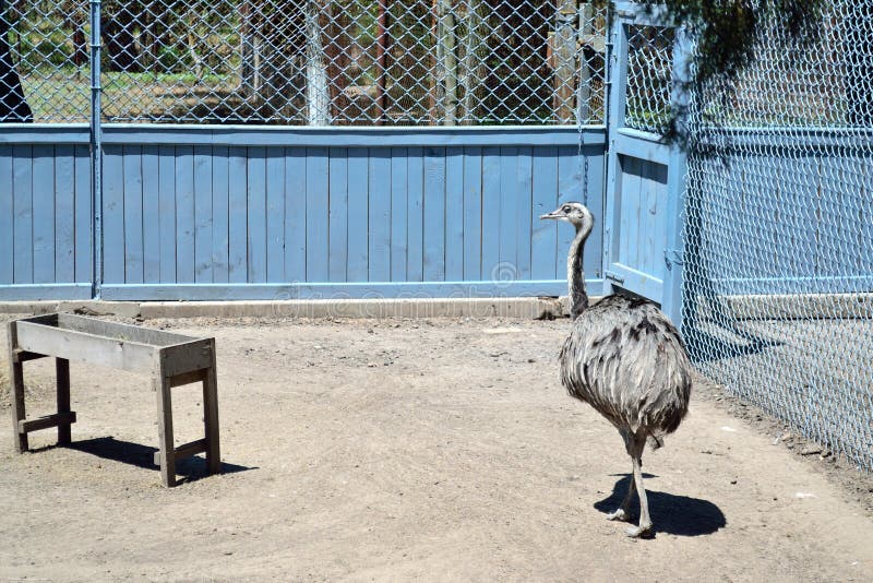 Rhea Picture. Image: 7890271