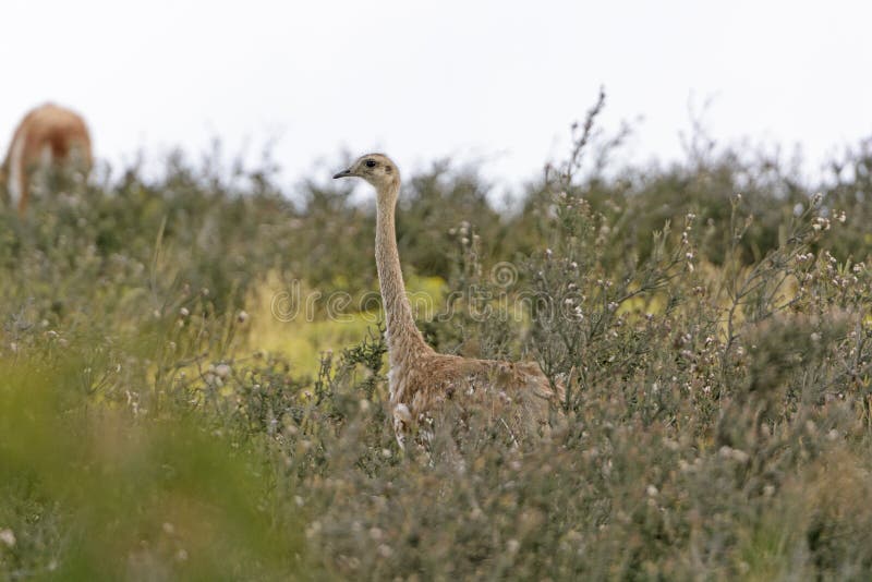 Rhea in Its Grassland Habitat Stock Image - Image of fauna, great: 49849595