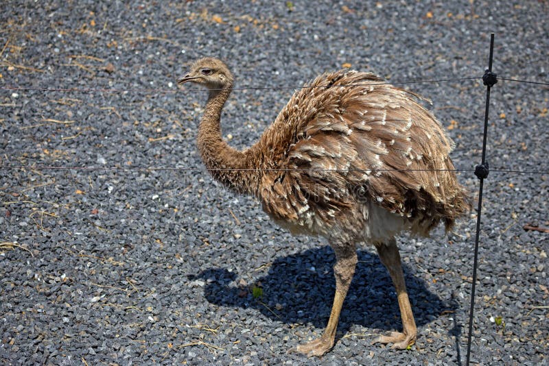 Little Rhea Stock Photos - Free & Royalty-Free Stock Photos from Dreamstime