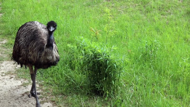 Ostrich Approaches Camera Bending Down for Food in Enclosure Stock ...