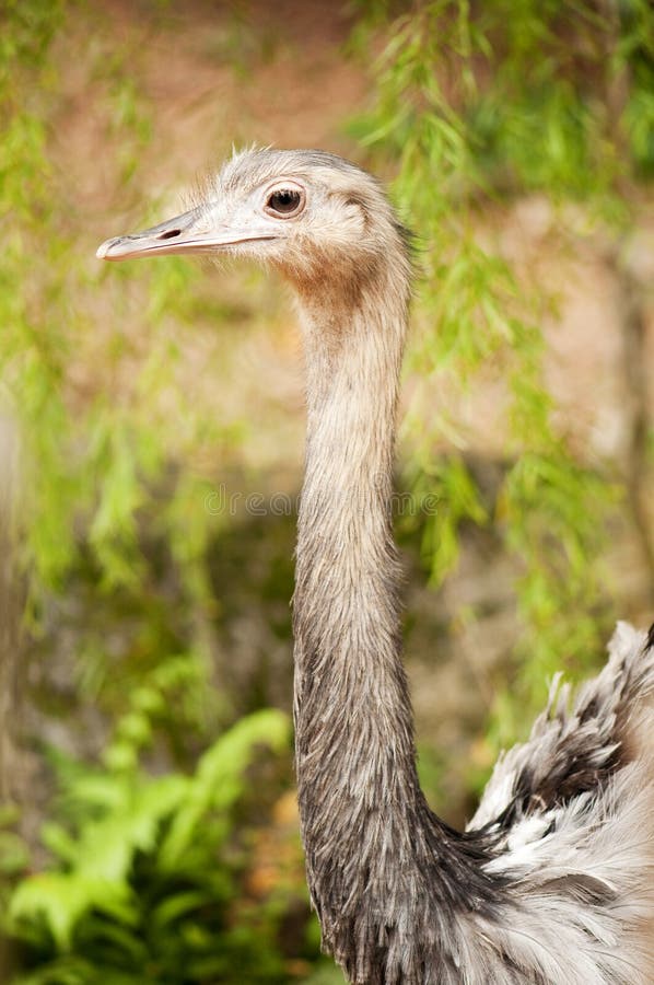 Rhea stock image. Image of look, plumage, nature, beak - 45986301