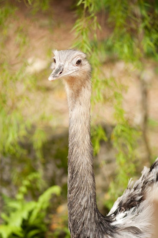 Rhea stock image. Image of feather, look, portrait, natural - 45986405
