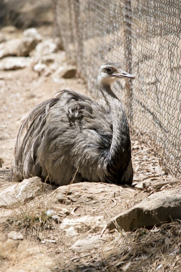 The rhea is resting stock photo. Image of south, america - 173560170