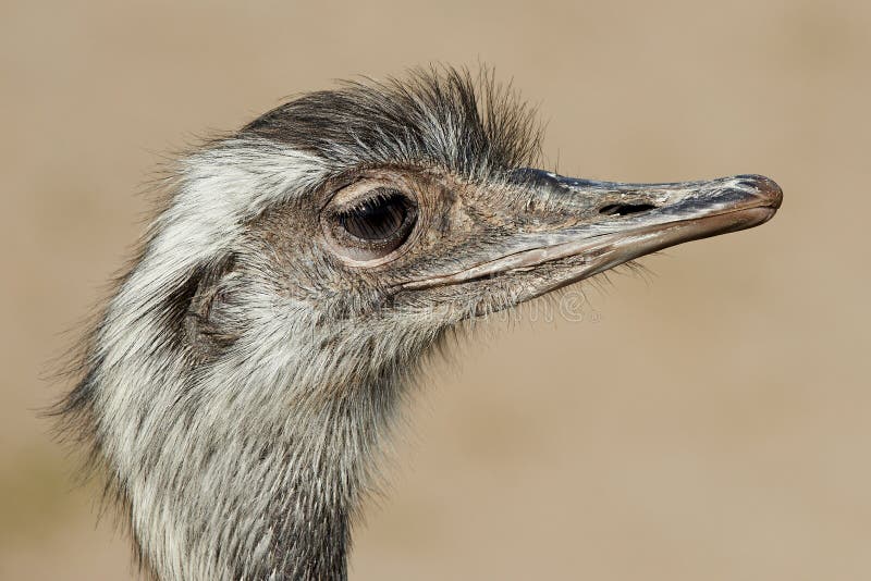 Rhea (Rhea americana) stock image. Image of closeup, nature - 39728043