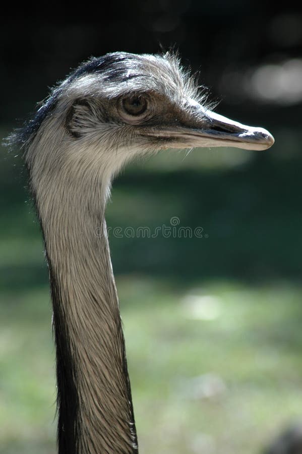 Rhea s Head stock image. Image of naturaleza, pajaros, head - 278167