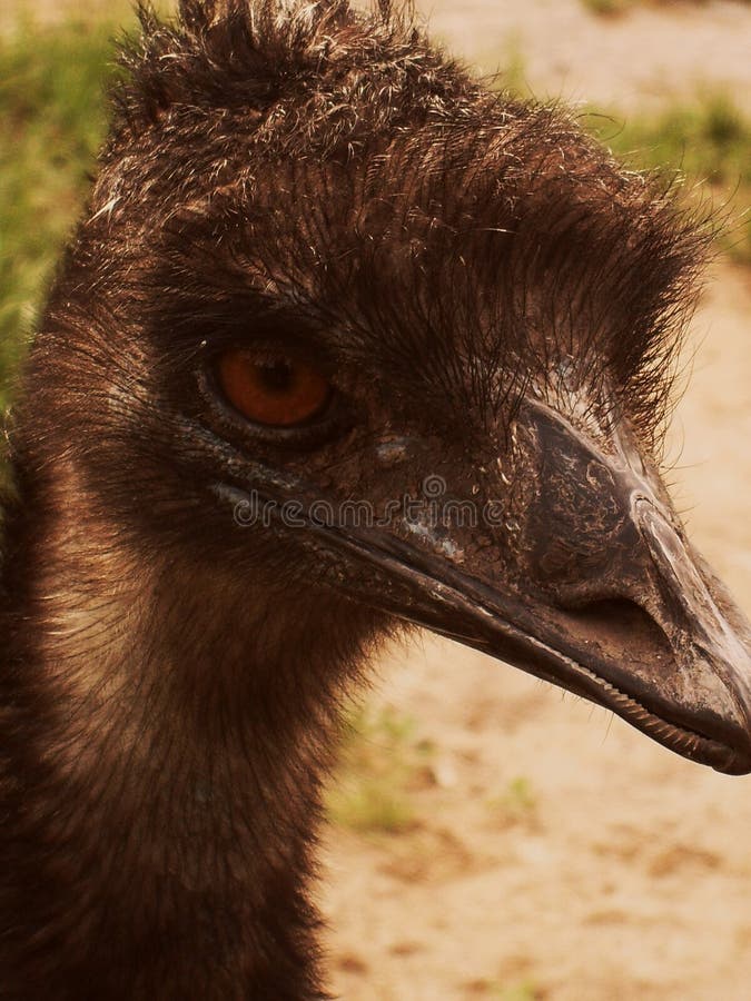 Rheas portrait stock image. Image of portrait, wildlife - 40212233