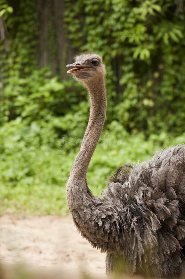 Rhea stock photo. Image of nature, curious, flightless - 32821430