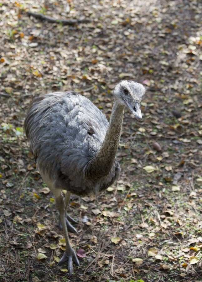 Rhea stock image. Image of ecology, brown, grey, outside - 87248697