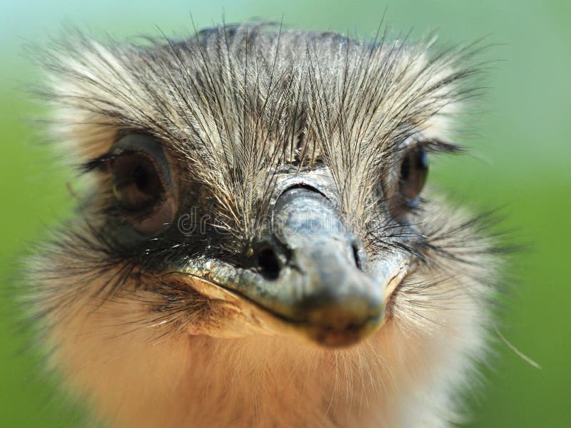 Argentinian Rhea Ostrich stock photo. Image of country - 39934480