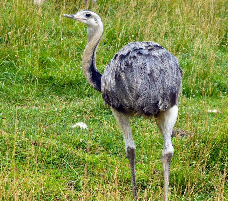 Rhea-Vogel stockbild. Bild von vogel, rhea - 3188879