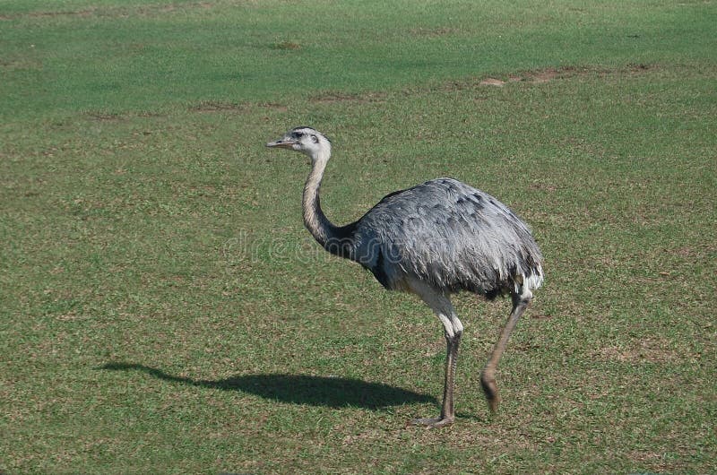 Rhea Walking foto de archivo. Imagen de america, avestruz - 64055700