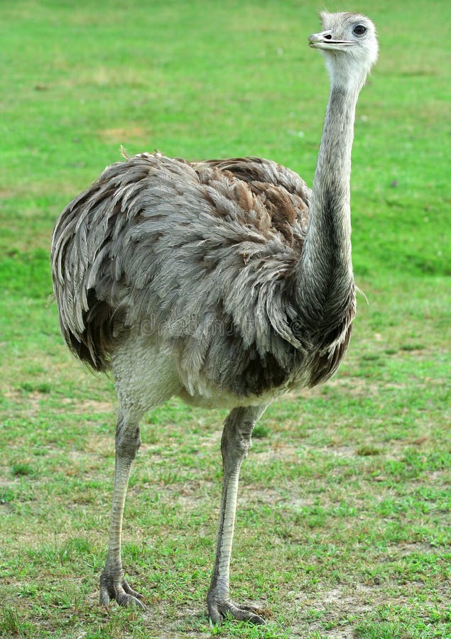 Ostrich Emu stock image. Image of nature, animal, rhea - 14643517