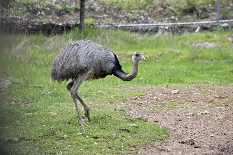 Rhea stock image. Image of toes, flightless, long, south - 99208855