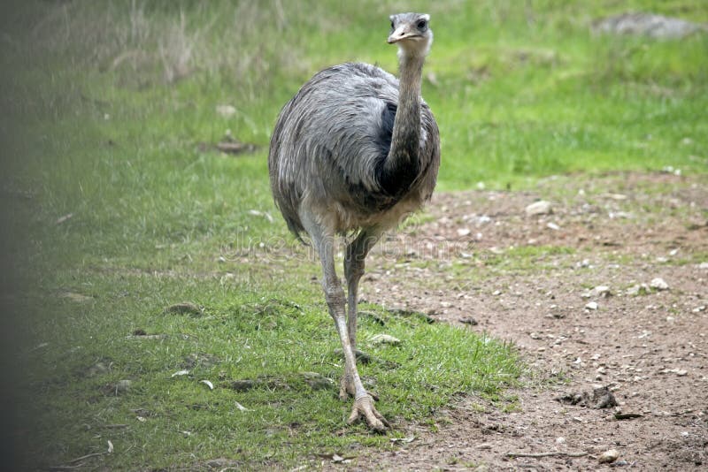 Rhea stock photo. Image of legs, long, feathers, toes - 99208784