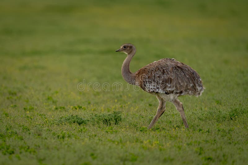 Rhea in grassy meadow stock photo. Image of flightless - 72858380