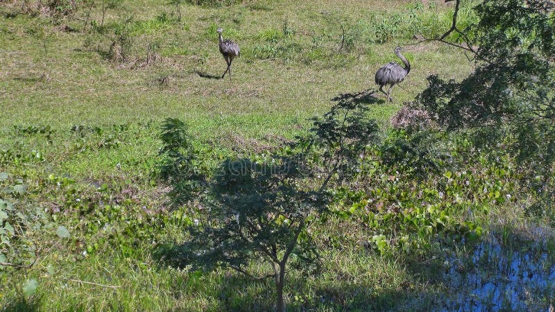 Rhea in Bolivia, South America. Stock Image - Image of rural, andean ...