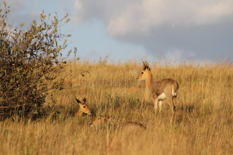 Grey Rhebok or Grey Rhebuck Pelea Capreolus Stock Photo - Image of ...