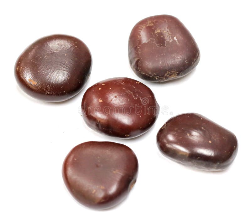 Rheedii Entada стоковое изображение. изображение насчитывающей ð°ð»ñœð ...