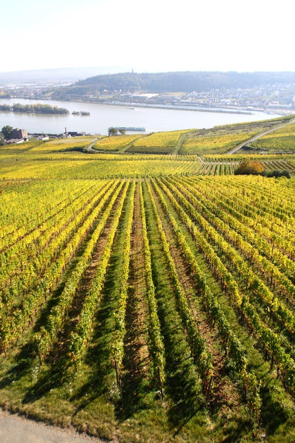 Rheingau vineyards stock image. Image of holiday, rheingau - 63790225