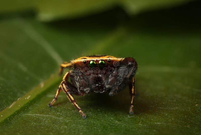Rhene Jumping Spider stock image. Image of tiny, salticidae - 58333671