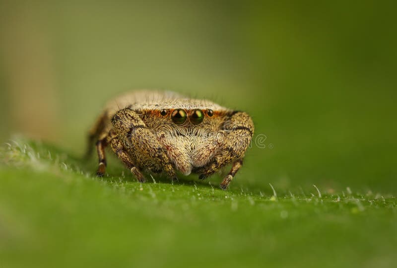 Rhene Jumping Spider stock image. Image of tiny, salticidae - 58333671