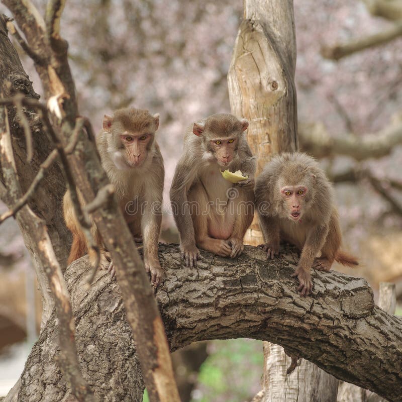 Rhesus Macaque in Close-up during Natural Behavior Stock Photo - Image ...