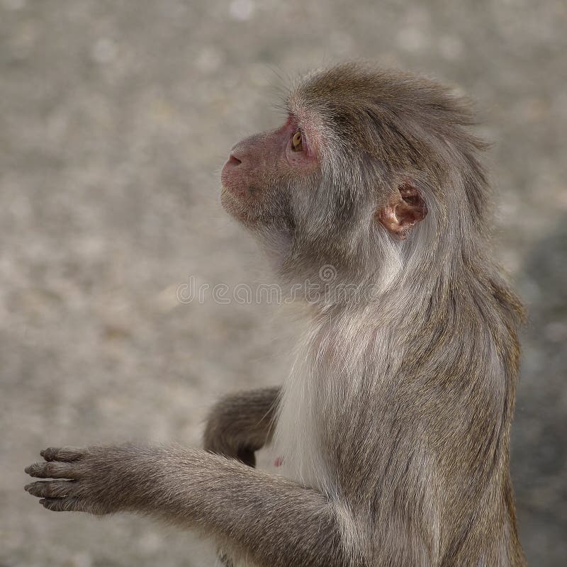 Rhesus Macaque in Close-up during Natural Behavior Stock Photo - Image ...