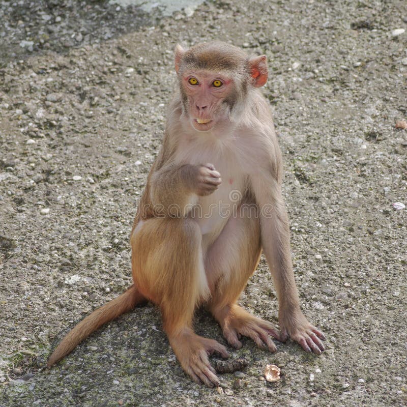Rhesus Macaque in Close-up during Natural Behavior Stock Photo - Image ...