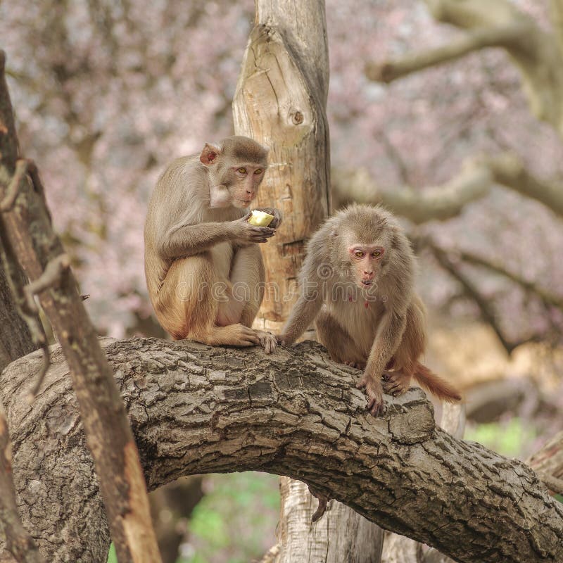 Rhesus Macaque in Close-up during Natural Behavior Stock Photo - Image ...
