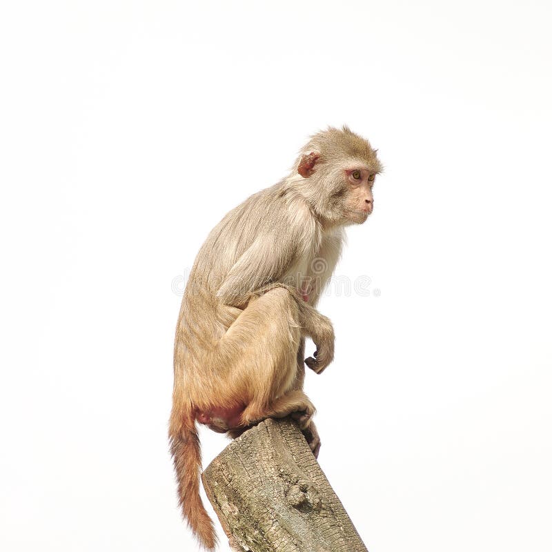 Rhesus Macaque in Close-up during Natural Behavior, Isolated Stock ...