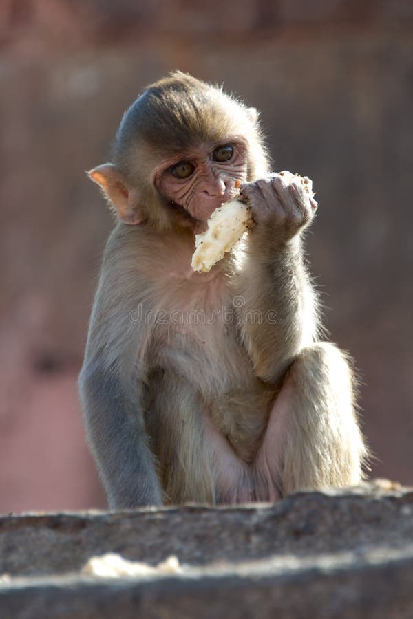 Rhesus macaque eating stock photo. Image of sitting, eating - 35311748