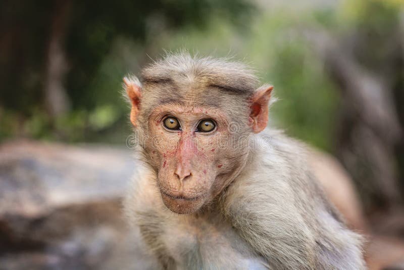 Rhesus monkey, Bhutan stock photo. Image of attraction - 34669750 Rhesus monkey, Bhutan stock photo. Image of attraction - 34669750