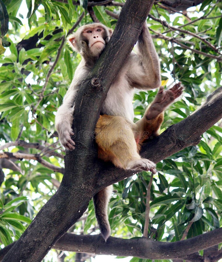 Male Rhesus Macaque (Macaca Mulatta) Resting on a Mango Tree : (pix ...
