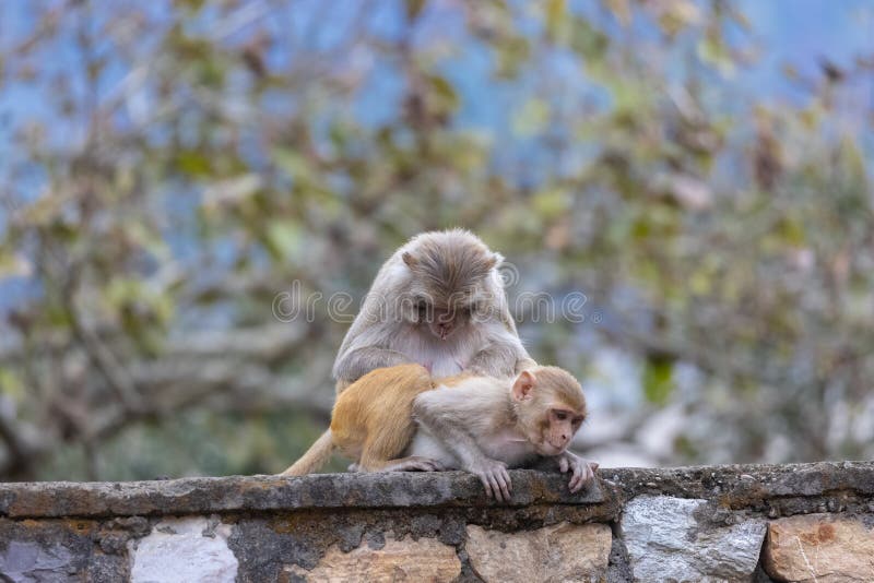 Rhesus Macaque in Forest of Corbett Stock Photo - Image of cute, climb ...