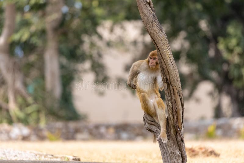 Rhesus Macaque in Forest of Corbett Stock Image - Image of climb ...