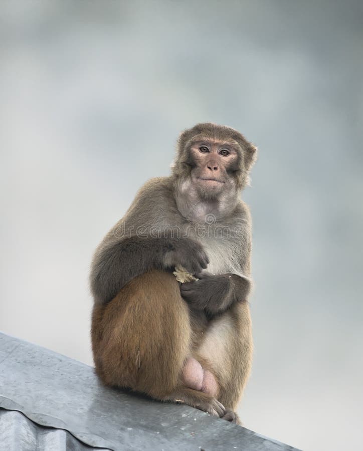 Rhesus Macaque Male Royalty Free Stock Photos - Image: 22738668