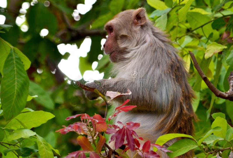 Indian Rhesus Macaque Monkey (macaca Mulatta) Playing in a Park Stock ...