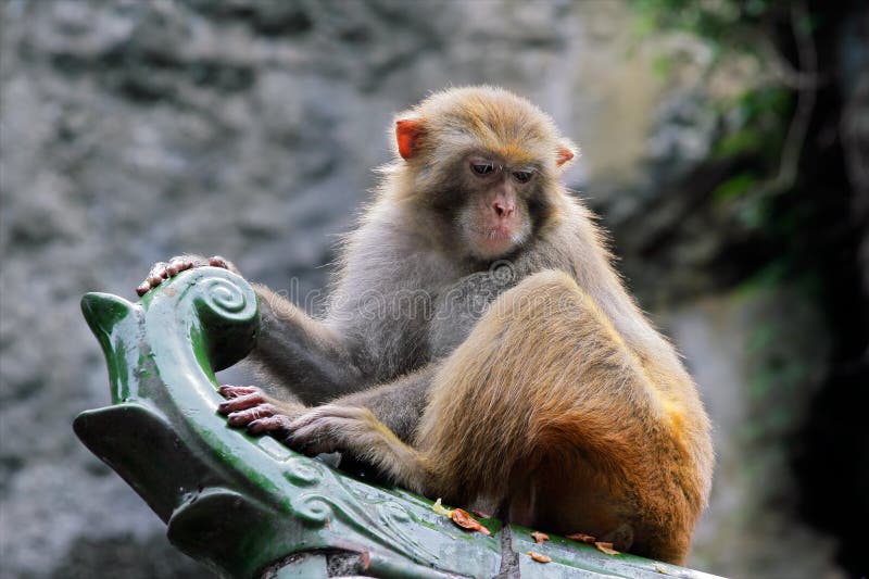 Rhesus macaque monkey stock photo. Image of monkey, ourdoor - 16969242