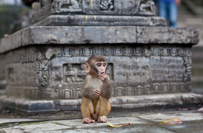 Rhesus macaque monkey stock image. Image of bound, deft - 21897339