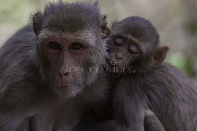 Rhesus Macaque Monkey with Baby Stock Photo - Image of indian, bracts ...